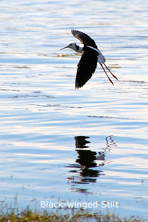 Welcome to BIRO | Birds Injured Rehabilitated & Orphaned
