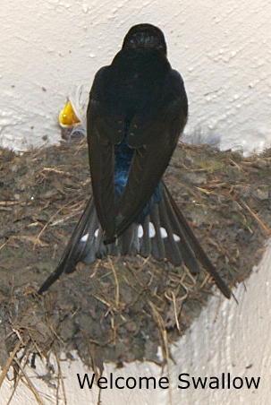 Welcome to BIRO | Birds Injured Rehabilitated & Orphaned