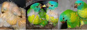 Welcome to BIRO | Birds Injured Rehabilitated & Orphaned