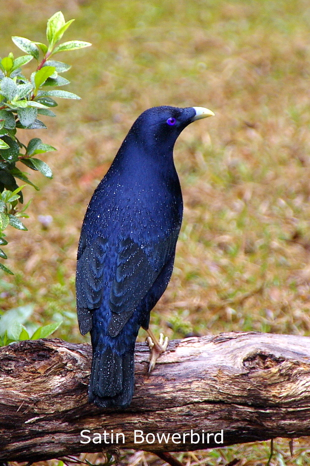 Welcome to BIRO | Birds Injured Rehabilitated & Orphaned