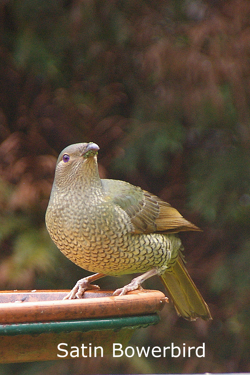 Welcome to BIRO | Birds Injured Rehabilitated & Orphaned