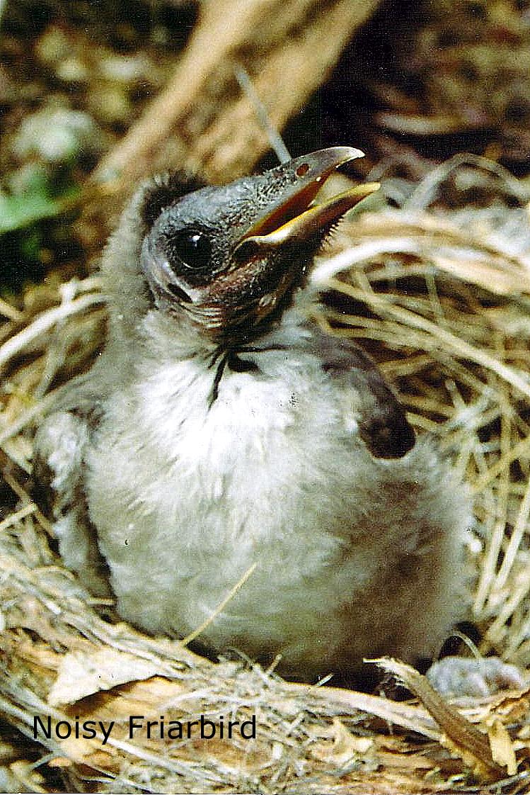 Welcome to BIRO | Birds Injured Rehabilitated & Orphaned